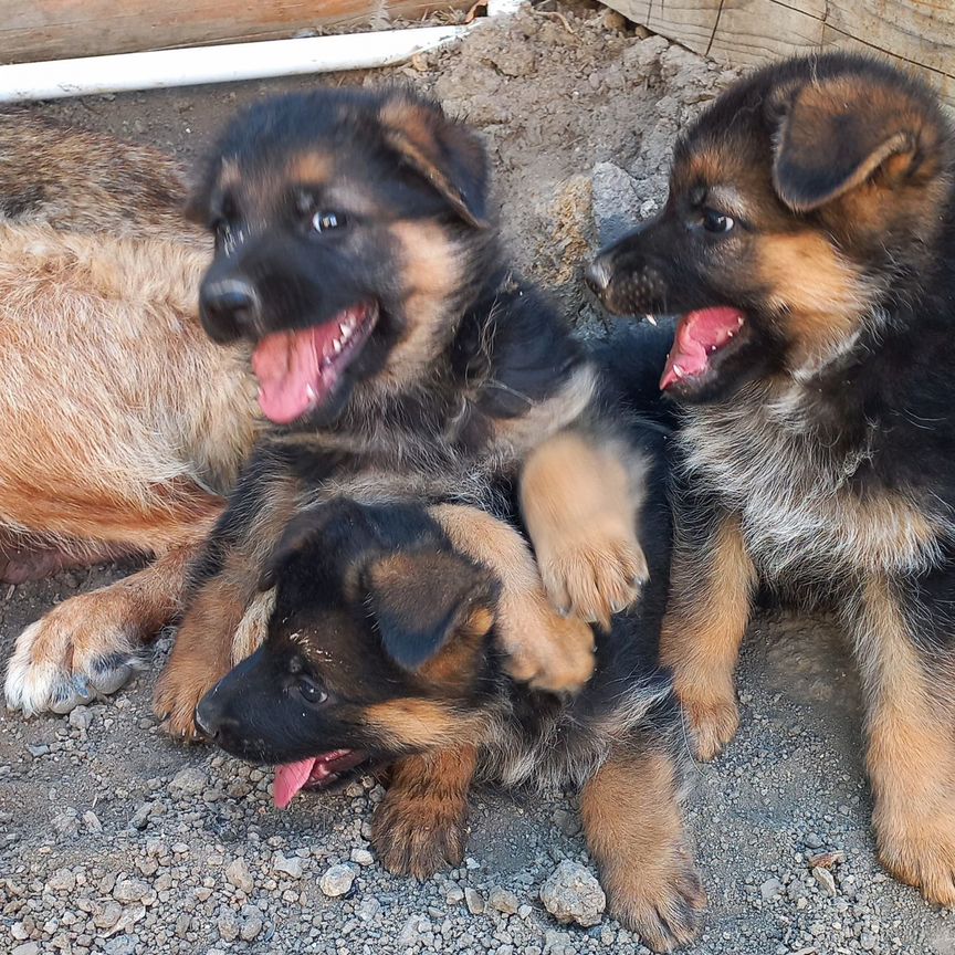 Продам щенков овчарки
