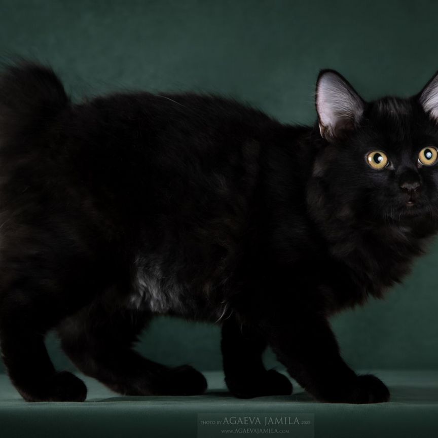 Черный котенок