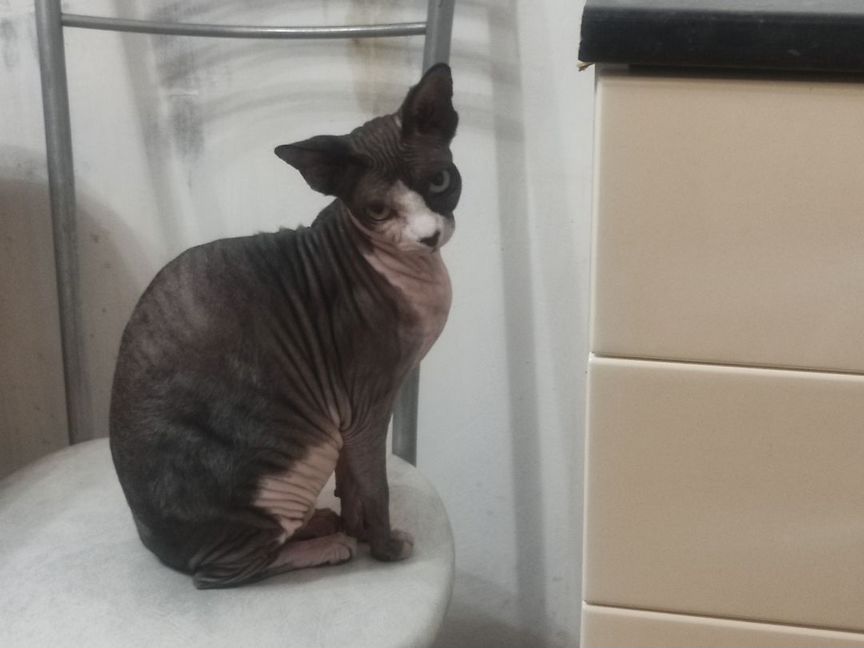 Донской сфинкс продам