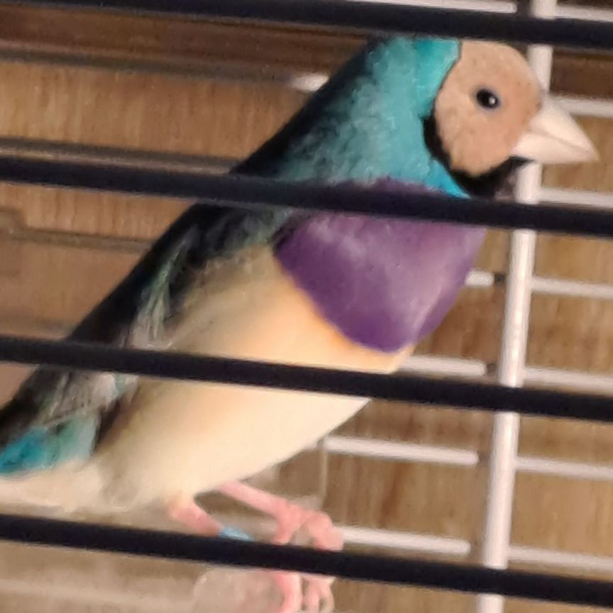 Амадинка Гульда самец