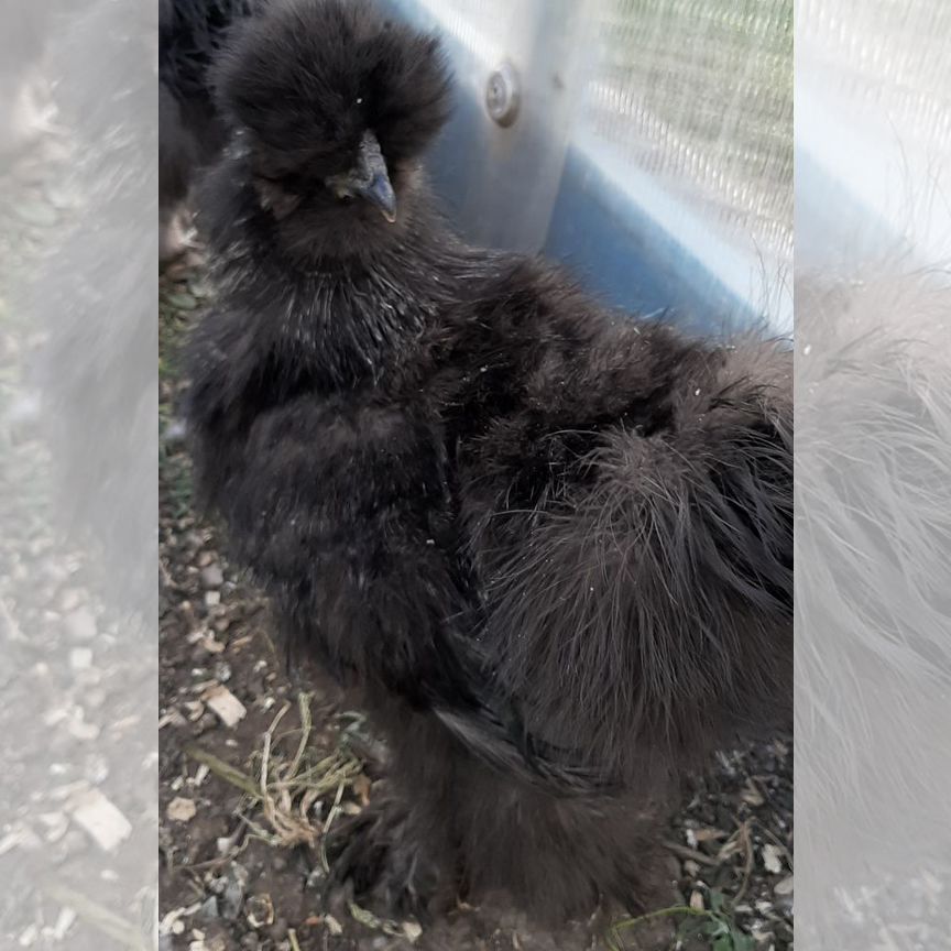 Китайская шелковая курица