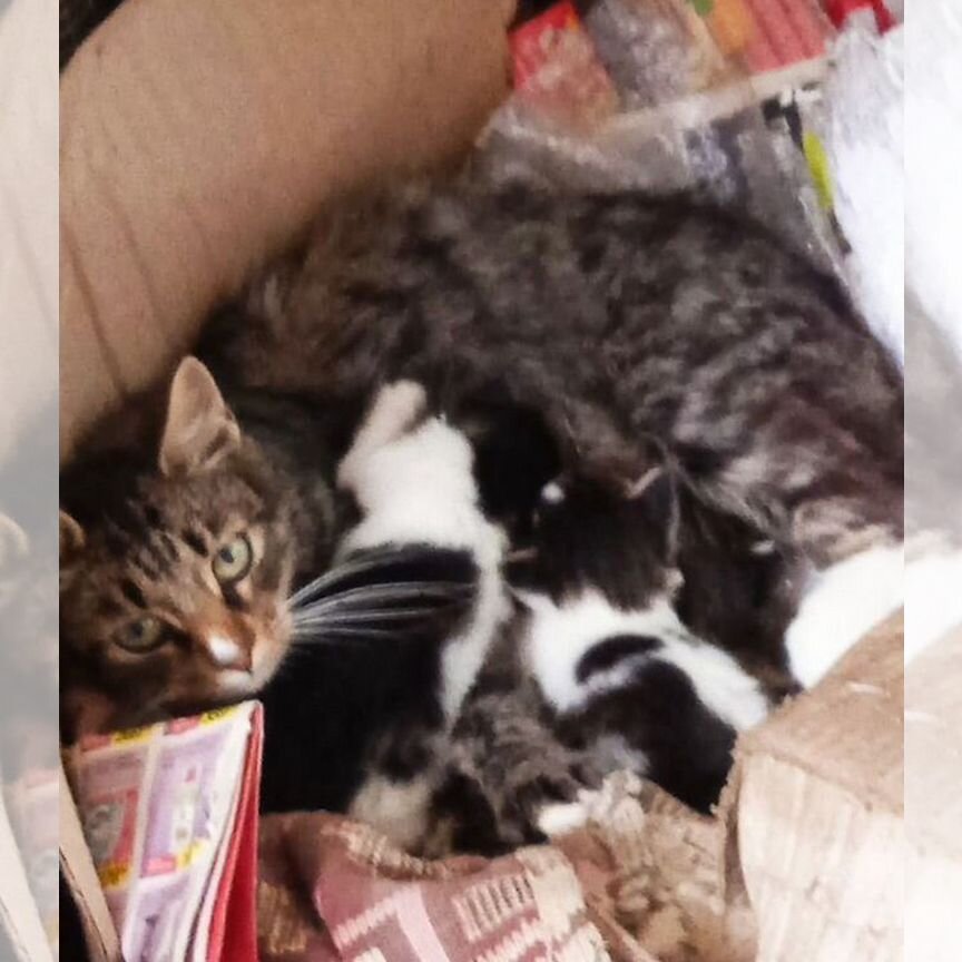 Котёнок в добрые руки