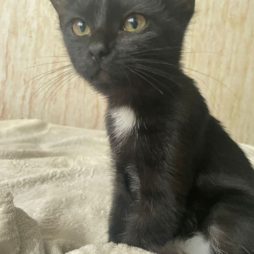 Чудесный котенок