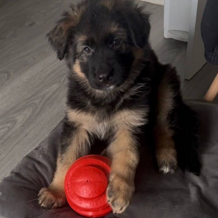 Немецкая овчарка, щенок