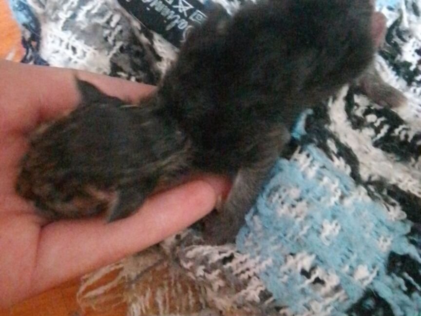 Котёнок