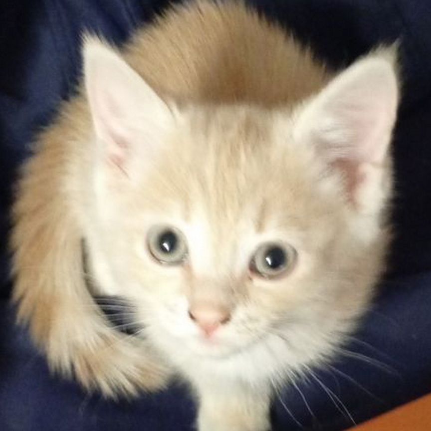 Котенок в дар бесплатно