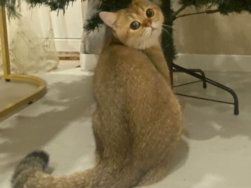 Кот золотая шиншилла вязка