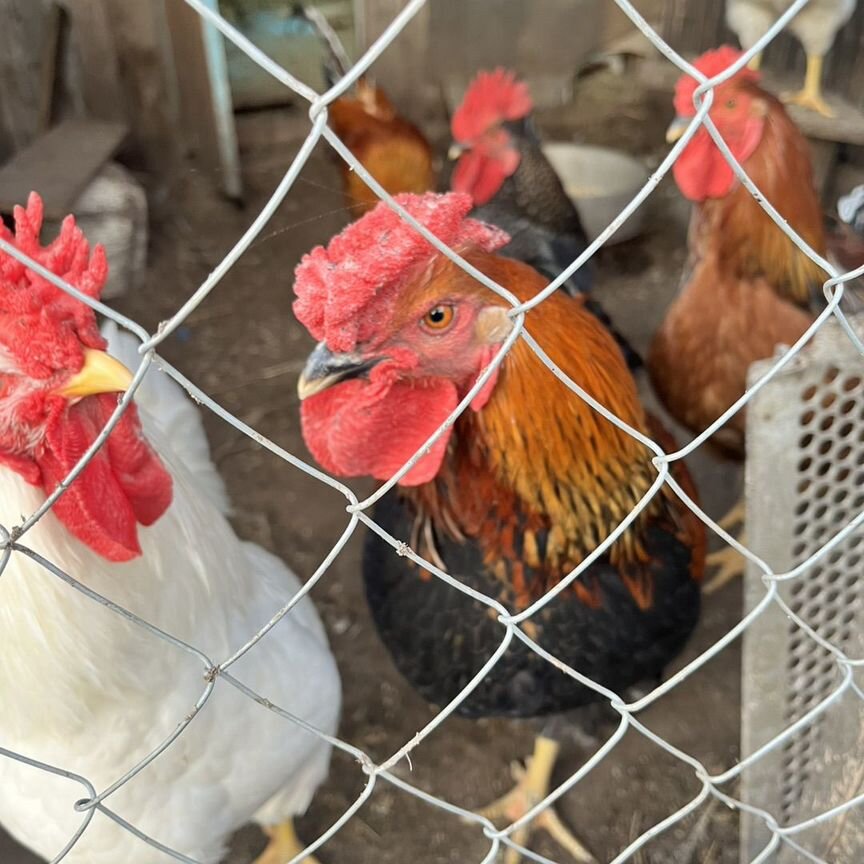 Молодые петухи