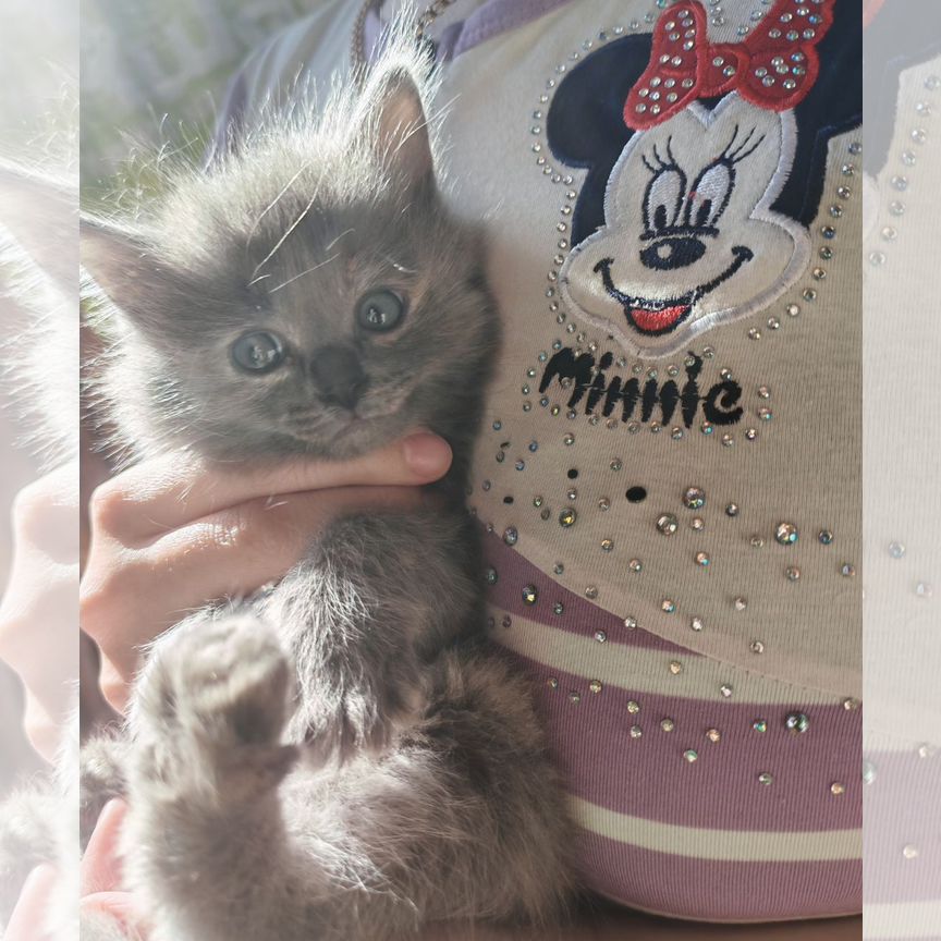 Котёнок в добрые руки