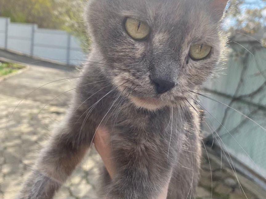 Трехцветная кошка в добрые руки