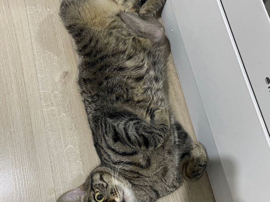 Кот в добрые руки