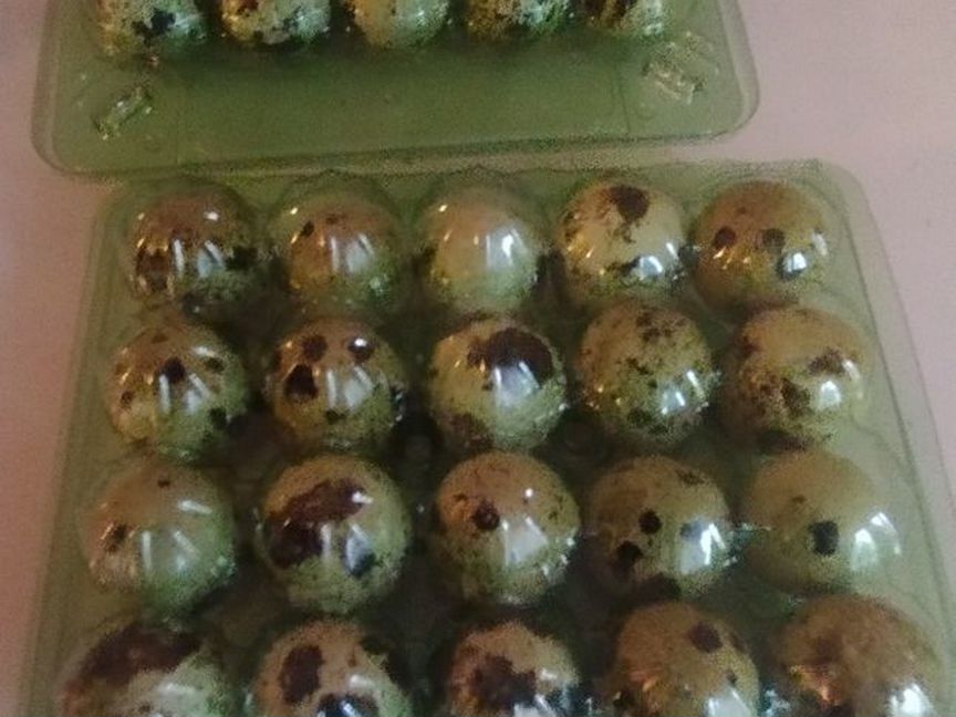 Инкубационное яйцо перепелов техас