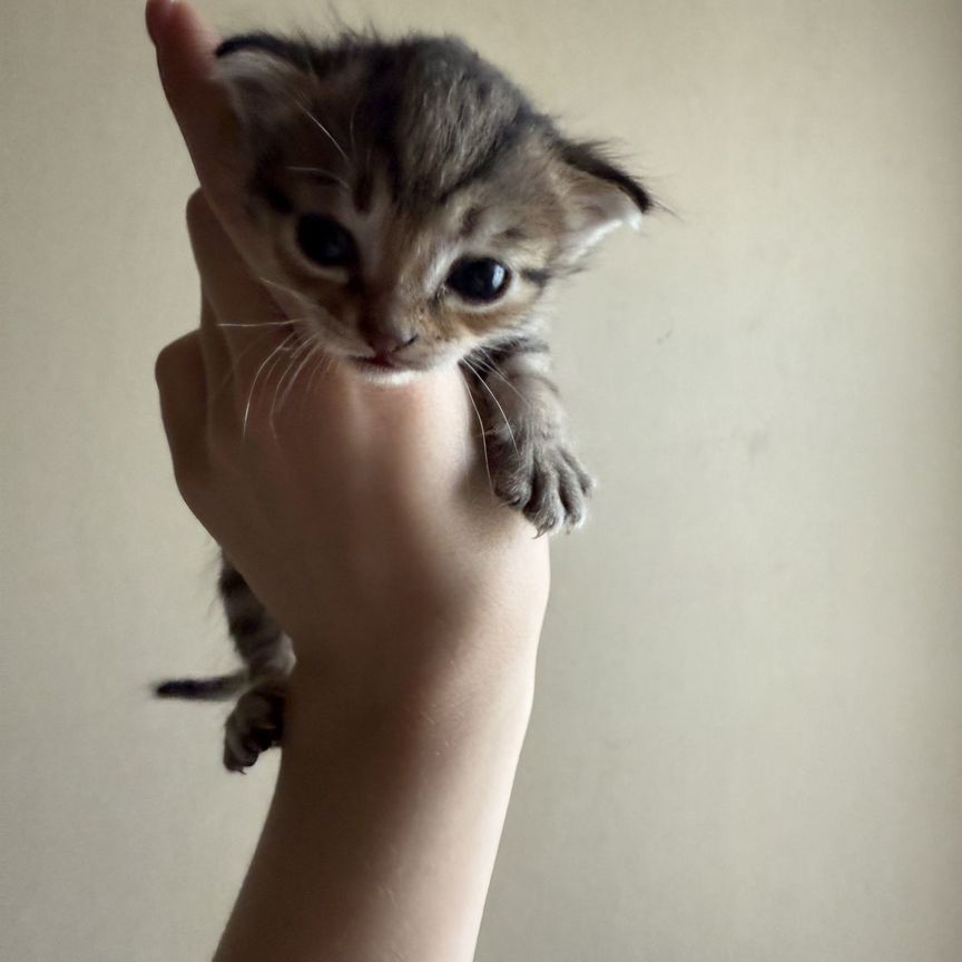 Котята без породы