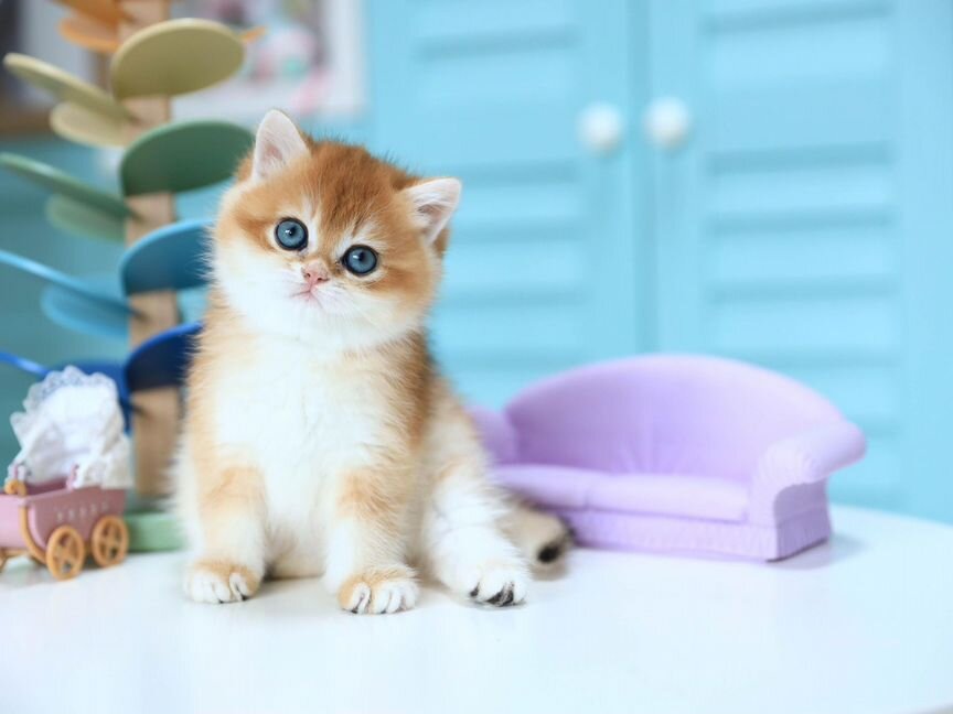 Красавчик в золоте