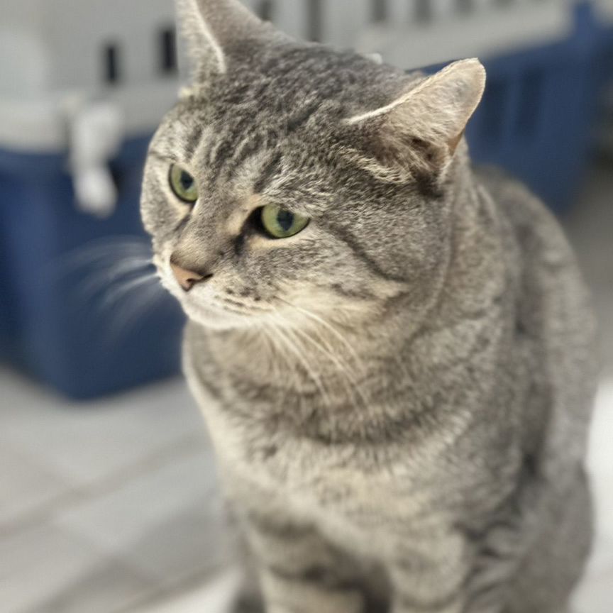 Котик Олаф ищет дом
