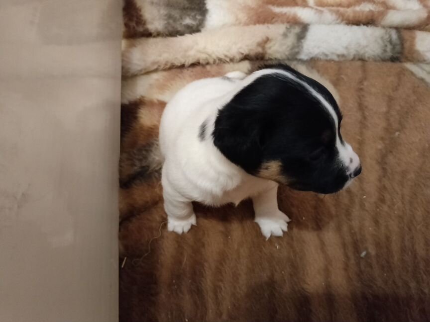 Щенки джек рассел терьер