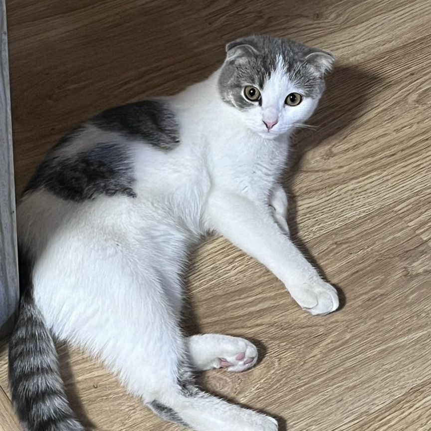 Шотландский вислоухий кот белый с серыми пятнами