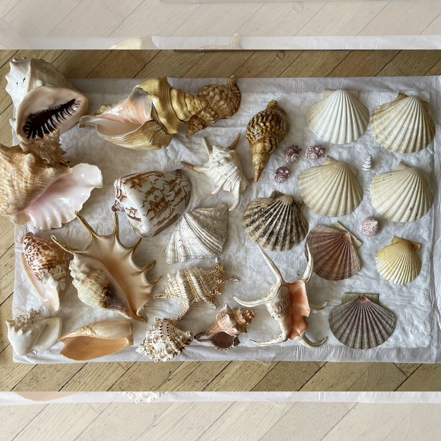 Ракушки, кораллы, морские звёзды и ежи