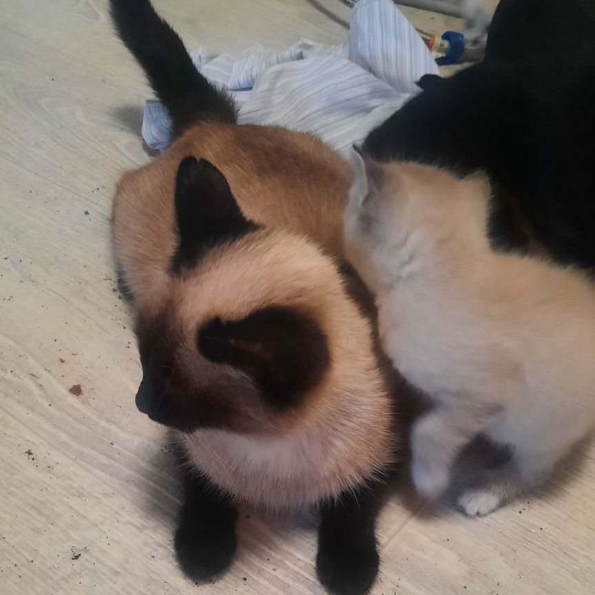 Котята в добрые руки бесплатно