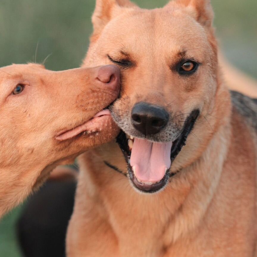Собака овчарка в надежные руки