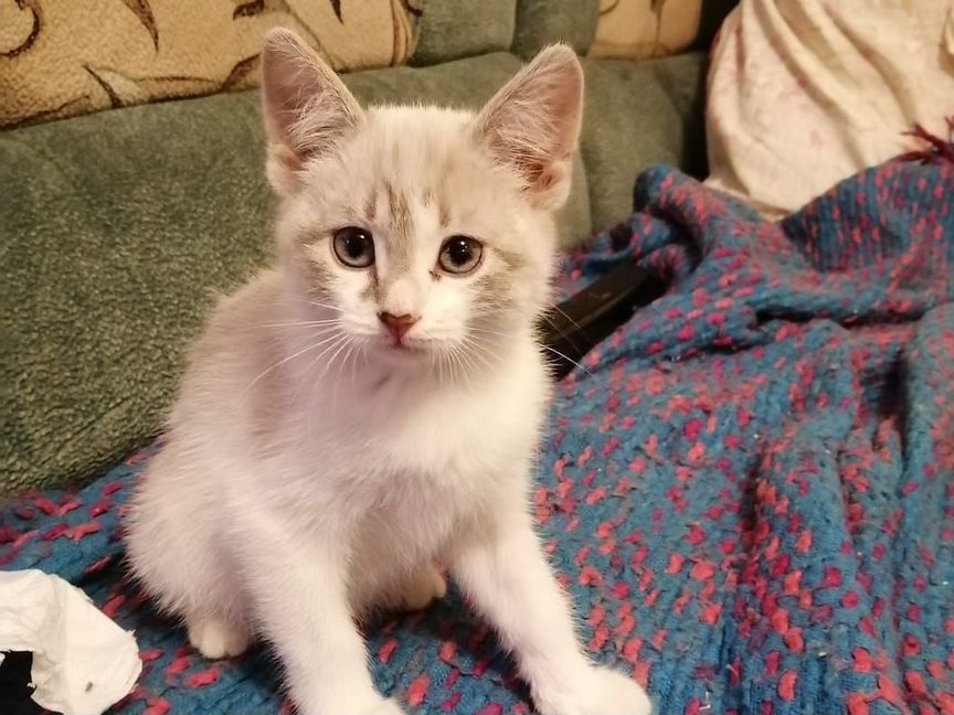 Котёнок в добрые руки