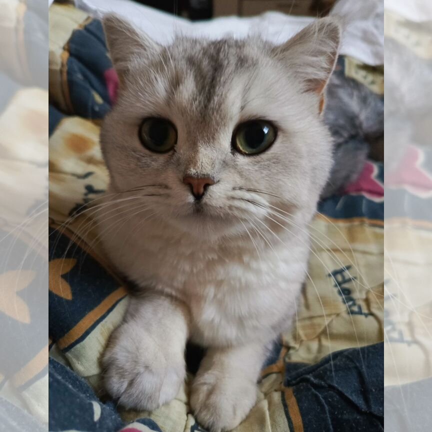 Шотландская прямоухая короткошёрстная, взрослая кошка