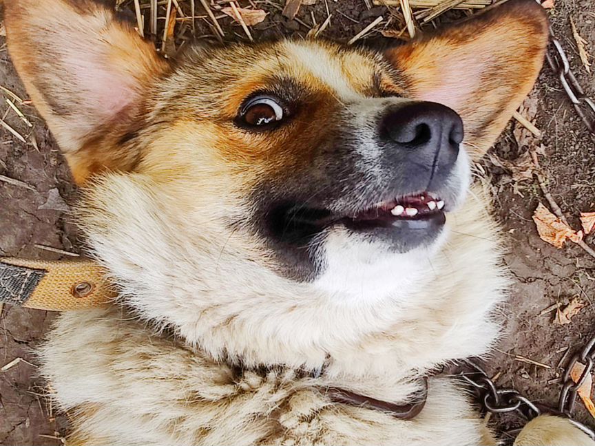 Прошка- почти Корги