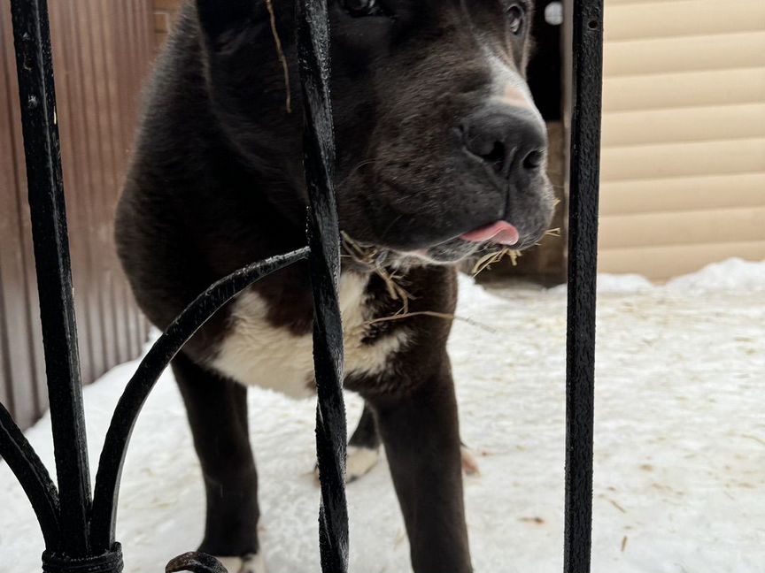 Алабай в надежные руки