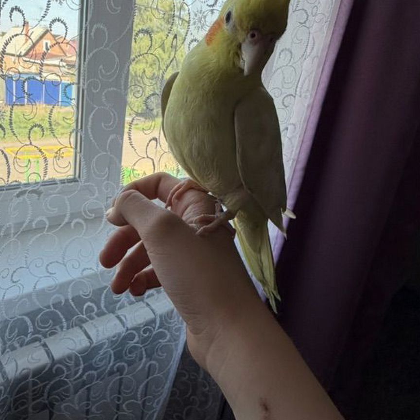 Попугай корелла ручной