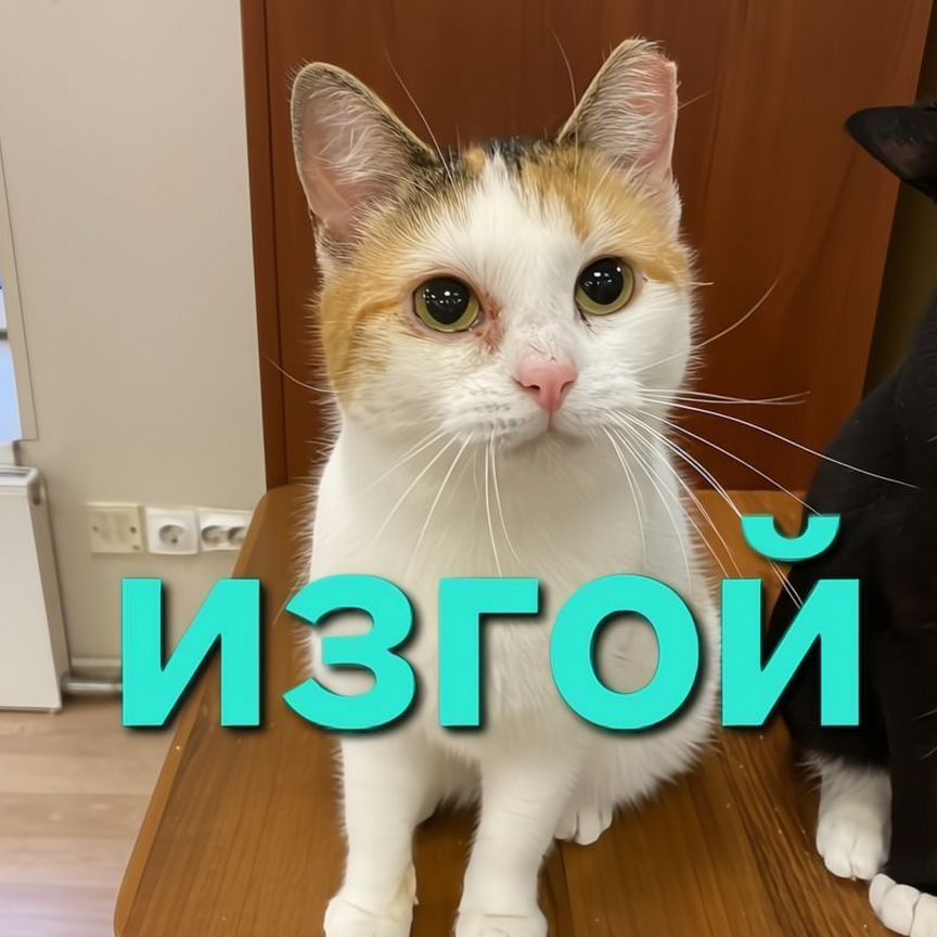 Взрослая кошка в добрые руки