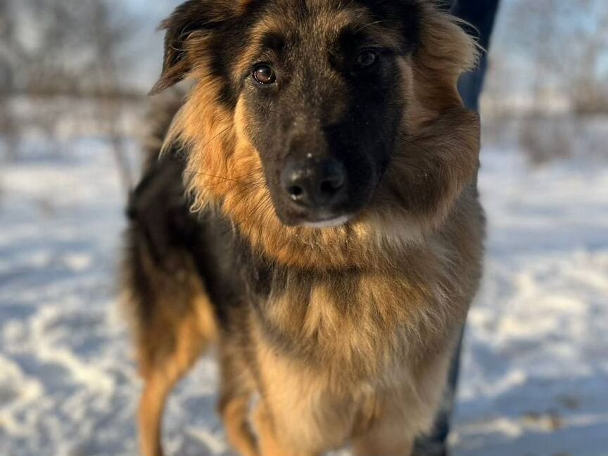Молодой пес ищет родителей