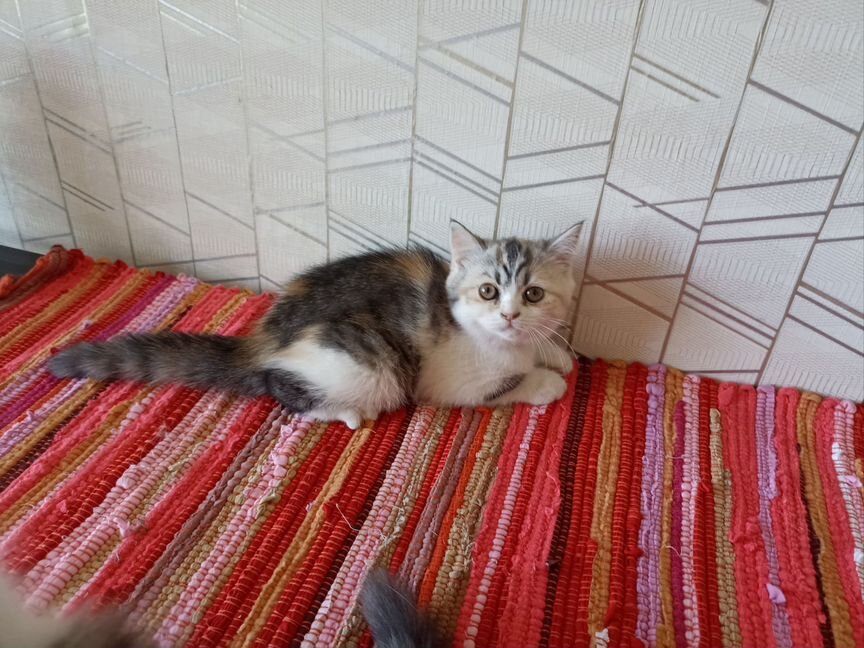 Шотландская черепаховая кошечка