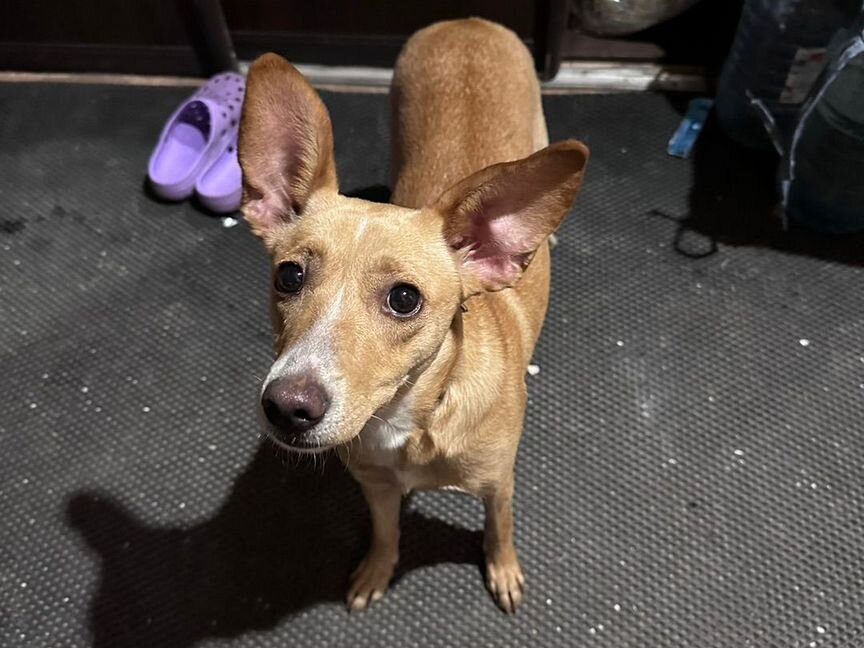 Собака терьер