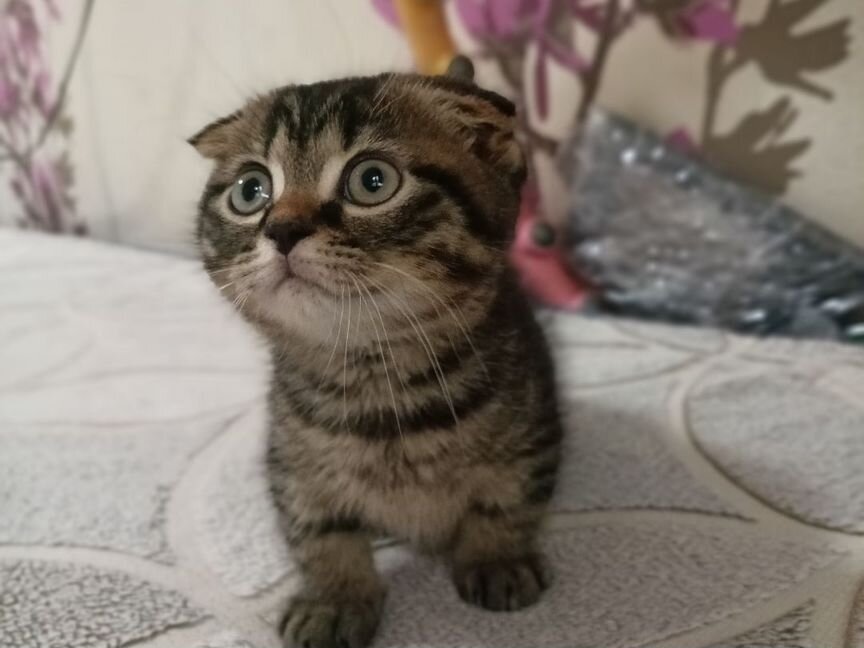 Котята манчкин