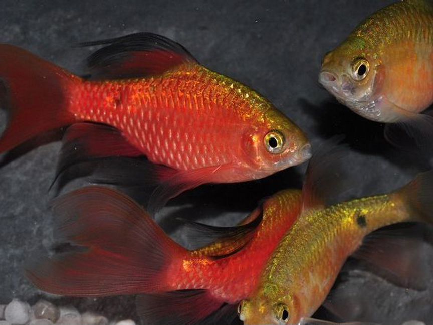 Барбус огненный