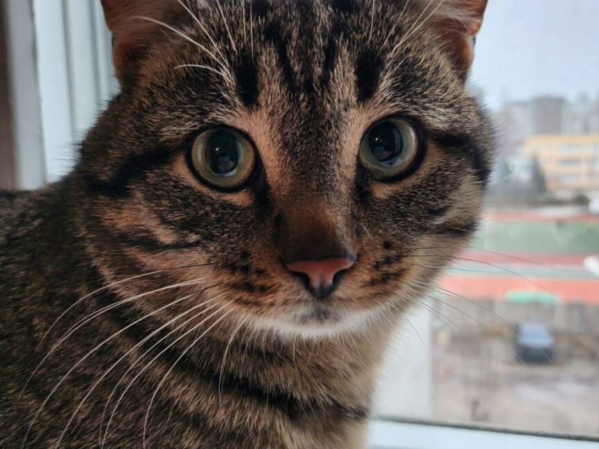 Кот в добрые руки