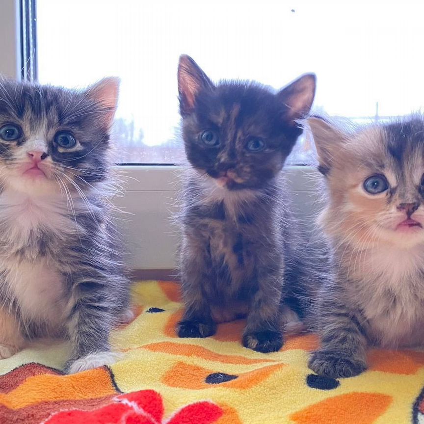 Котята в добрые руки