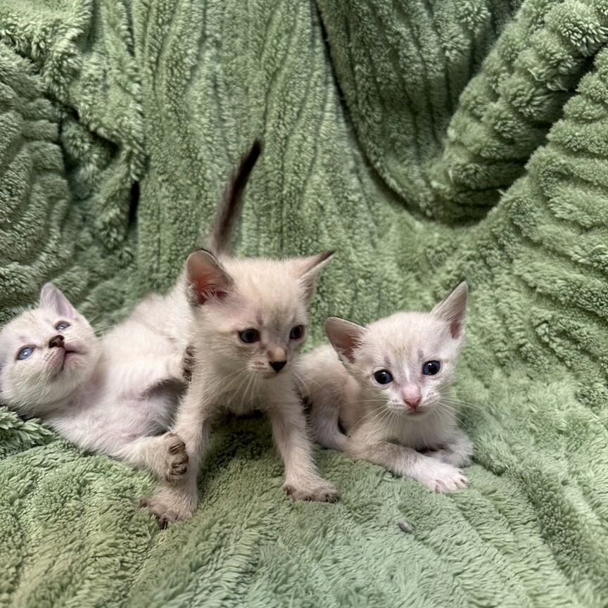 Котята в добрые руки