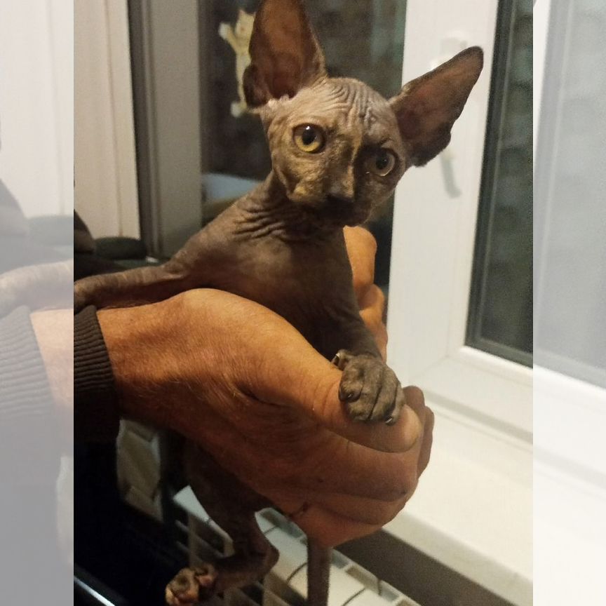 Котята сфинкс