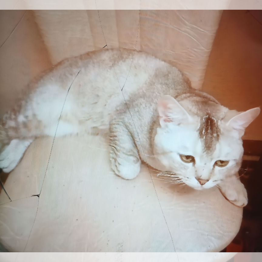 Ориентальный, взрослый кот