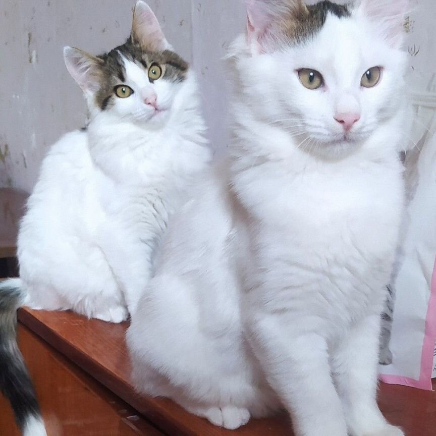 Двое ребят в добрые руки