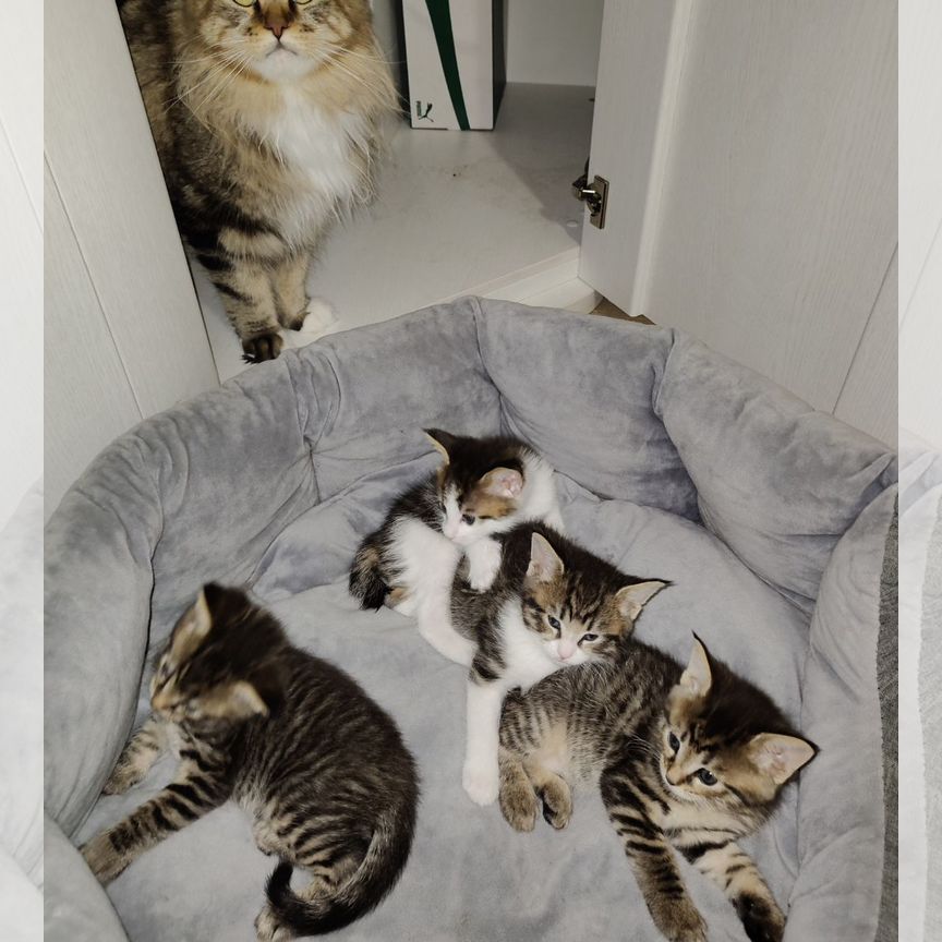Котята в добрые руки
