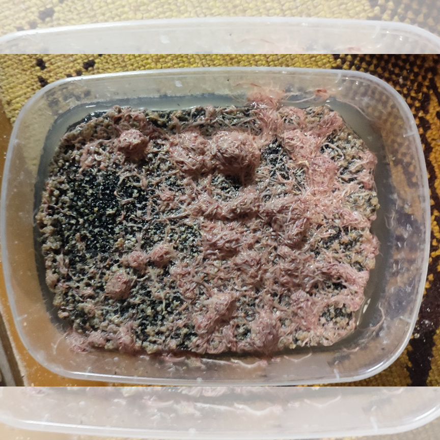 Трубочник Изя