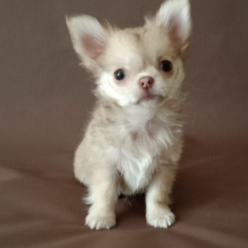 Чихуахуа, щенок