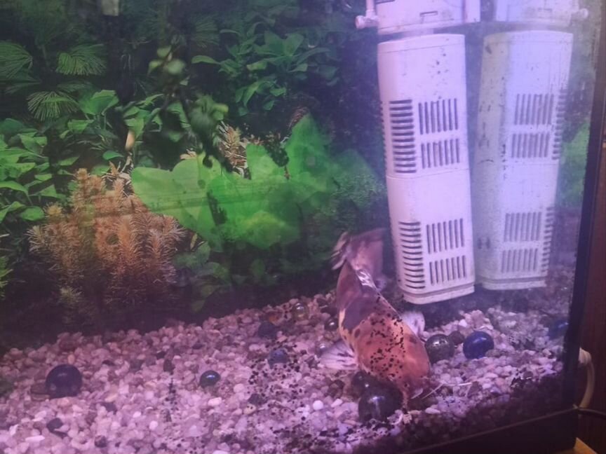 Отдам в добрые руки сома