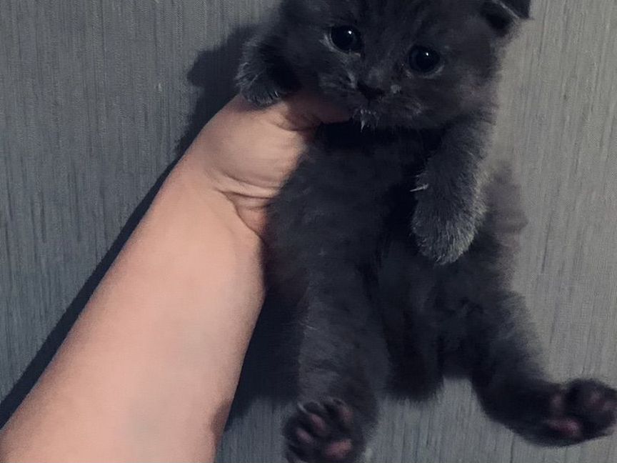 Шотландские котята девочки 25.02.24