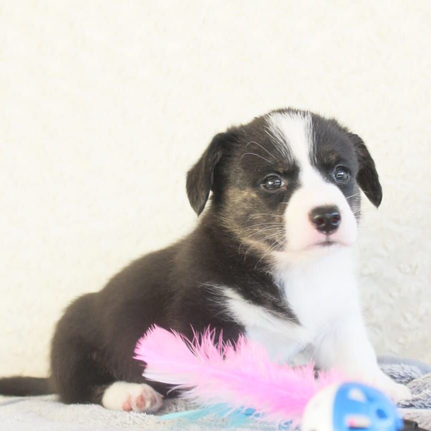 Щенок корги