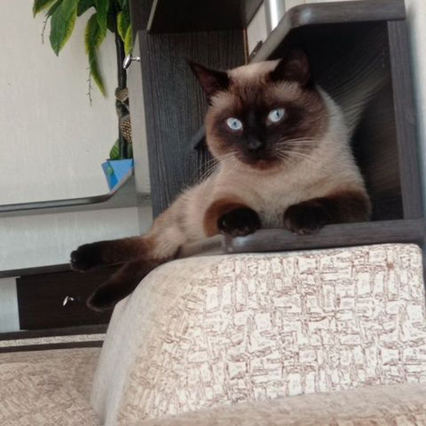 Сиамский кот