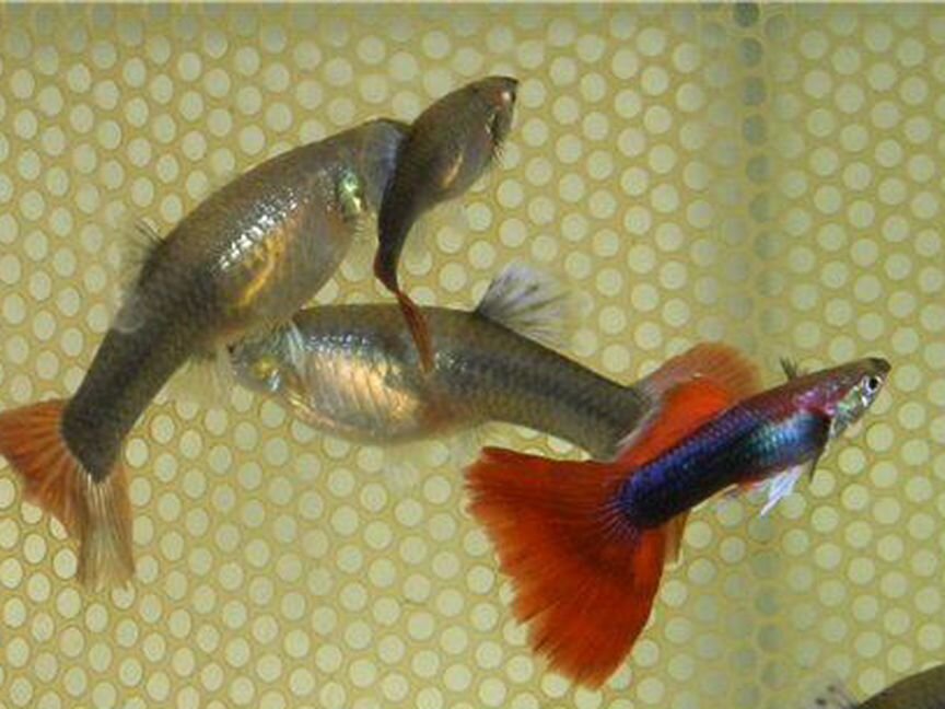 Продам аквариумных рыбок и растения