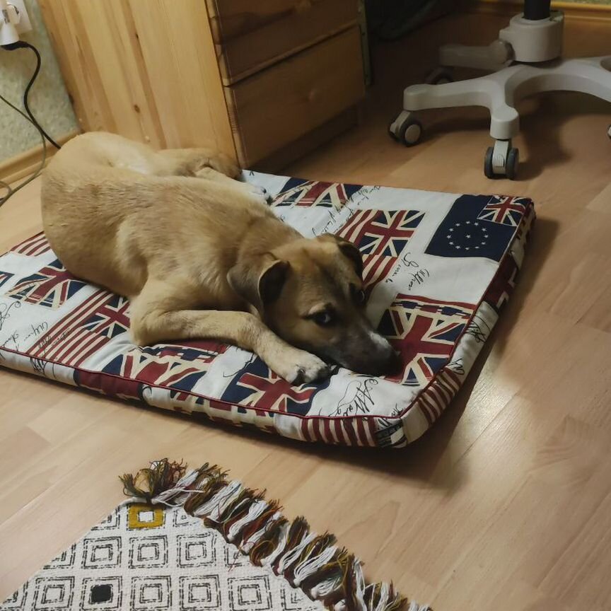 Собака Молли